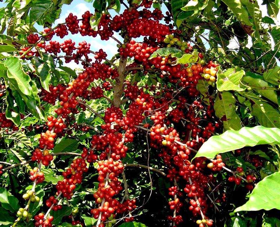 CATURRA COFFEE - PERUNOR